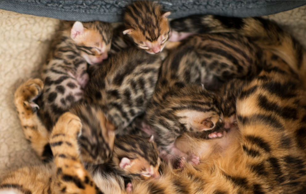 kittens – Hampstead Bengal – London